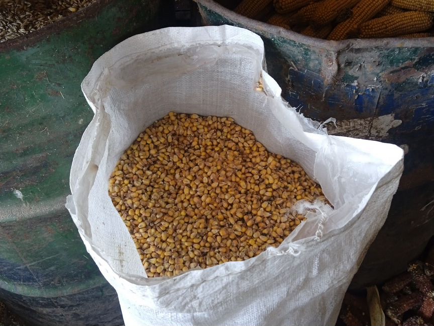 Кукуруза зерно