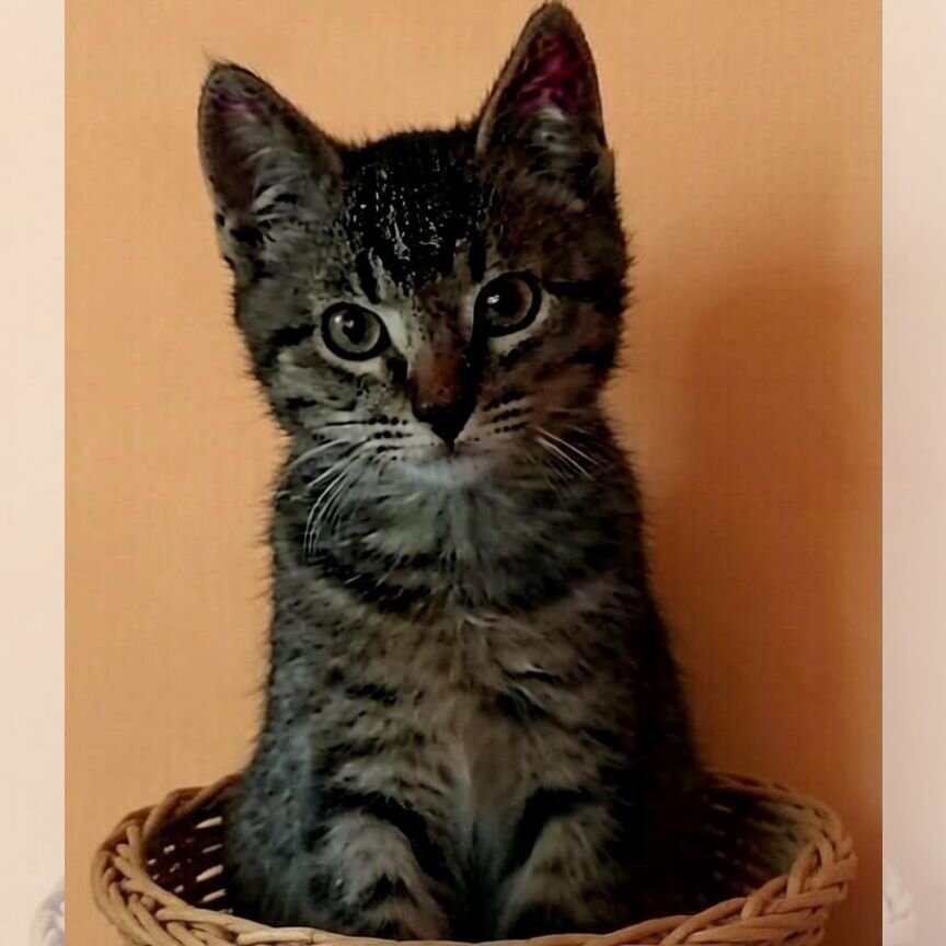 Котёнок в добрые руки