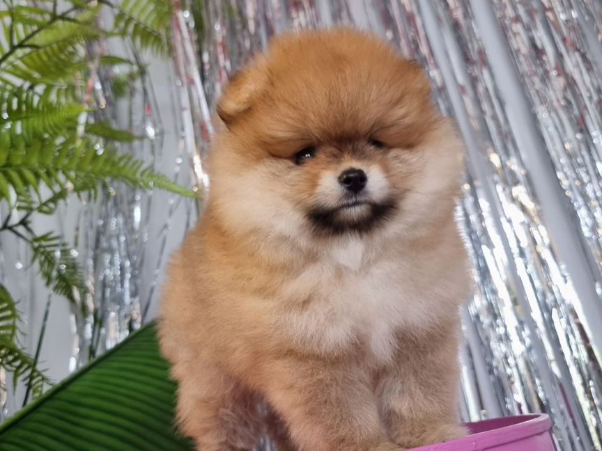 Померанский шпиц