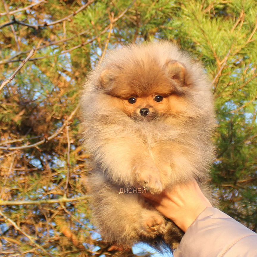 Померанский шпиц