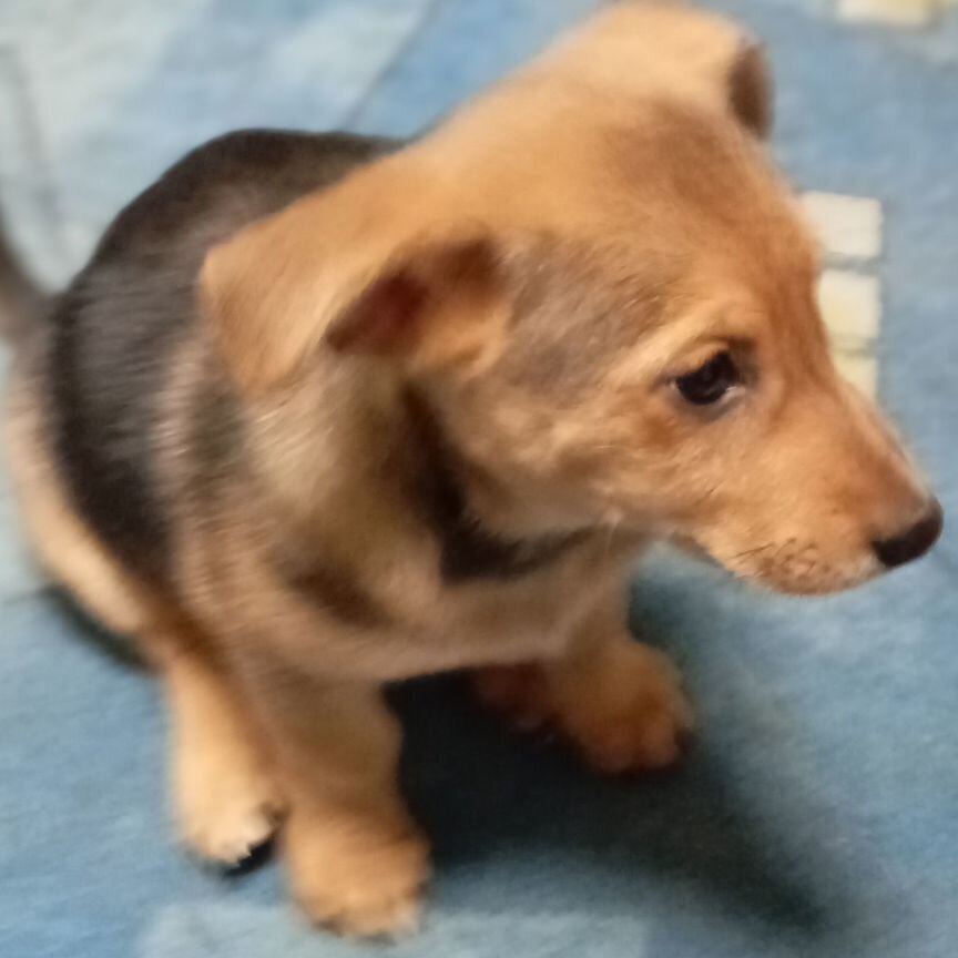 Щенок в добрые руки