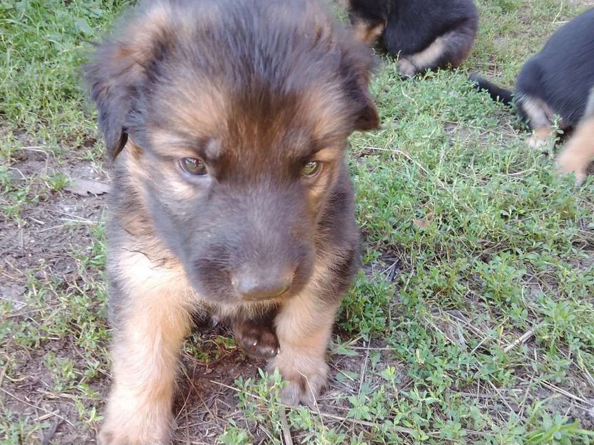 Щенки немецкой овчарки девочки