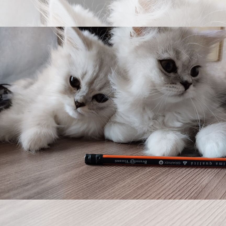 Серебристые шиншиллы