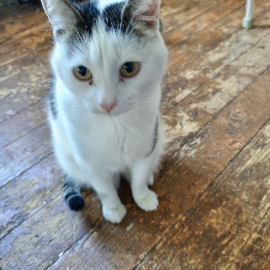 Коты в добрые руки