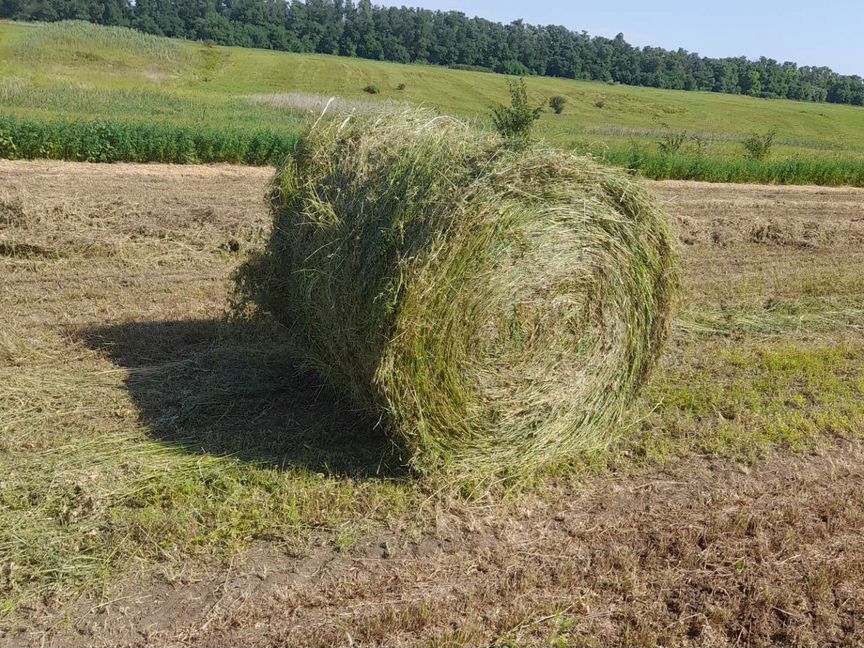 Люцерна, сено, солома