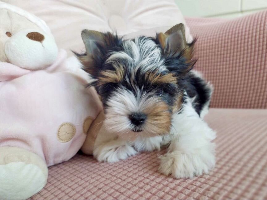 Курносые щенки Бивер