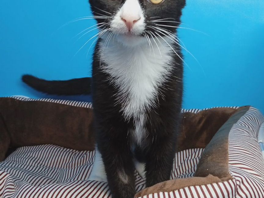 Отдам кота в добрые руки