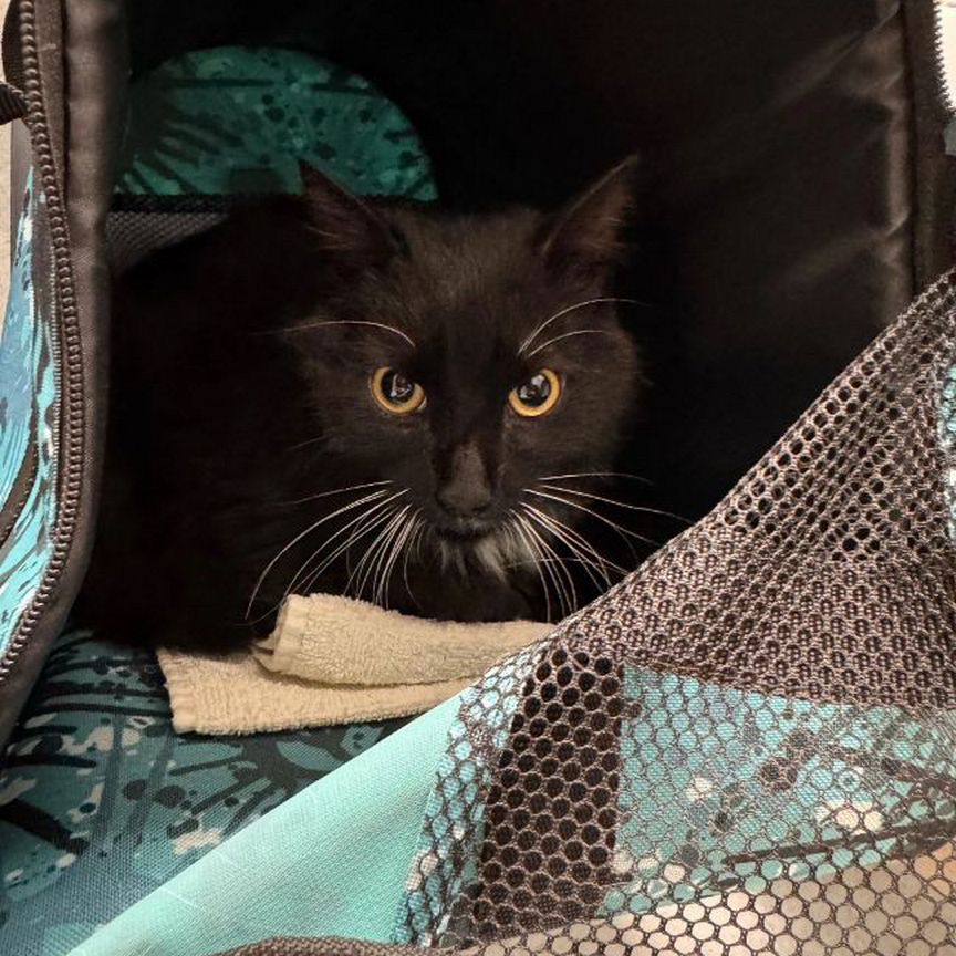 Котик. Со слов ветеринара 4 мес