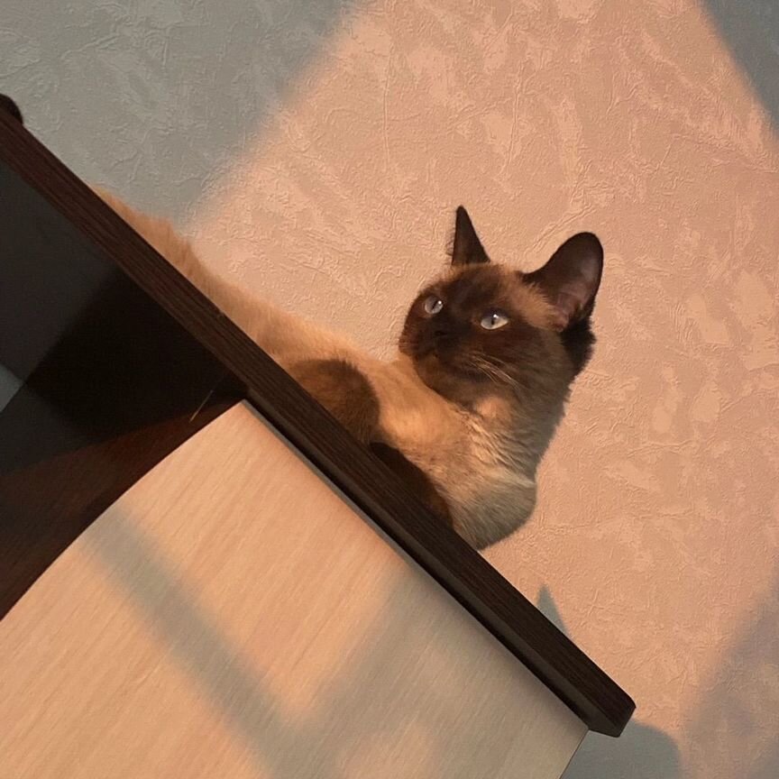 Кошка для вязки