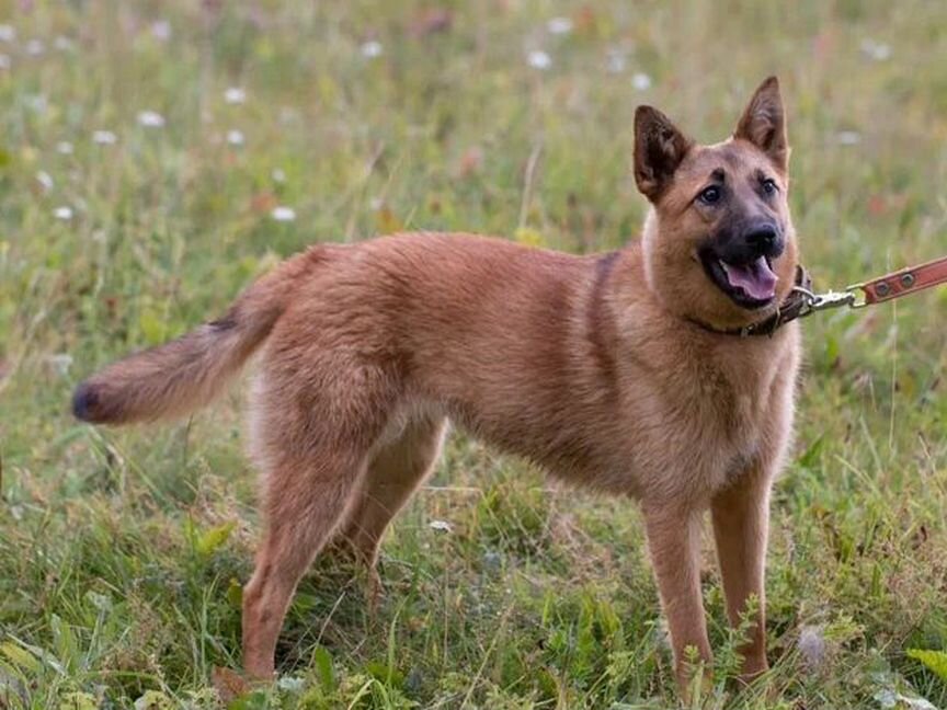 Бекки ждёт своего человека в приюте