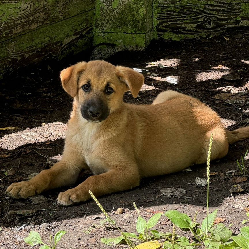 Розыск щенка