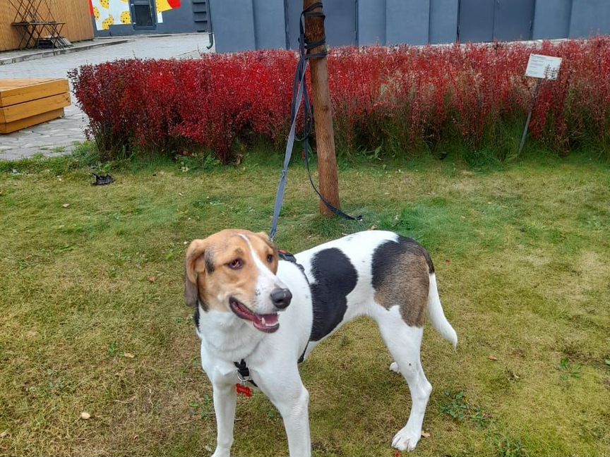 Молоденькая породистая девочка