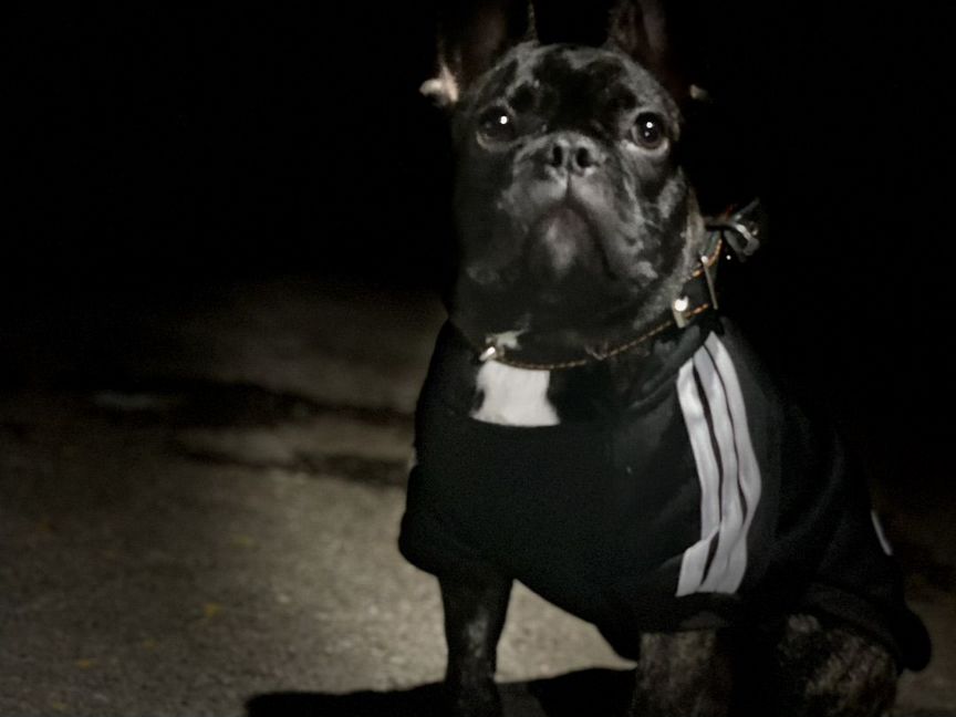 Французский бульдог вязка