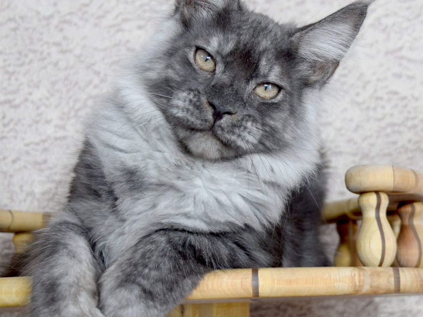 Шикарнейший дымный мальчик