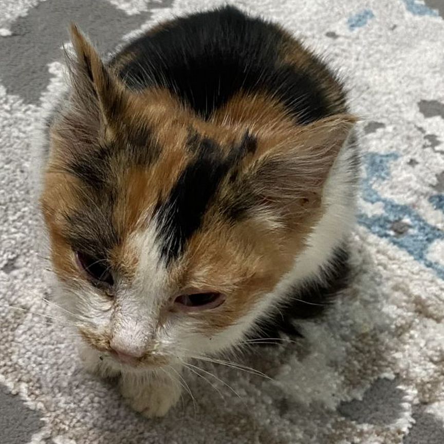 Котеночек в добрые руки Девочка, 3-4 мес