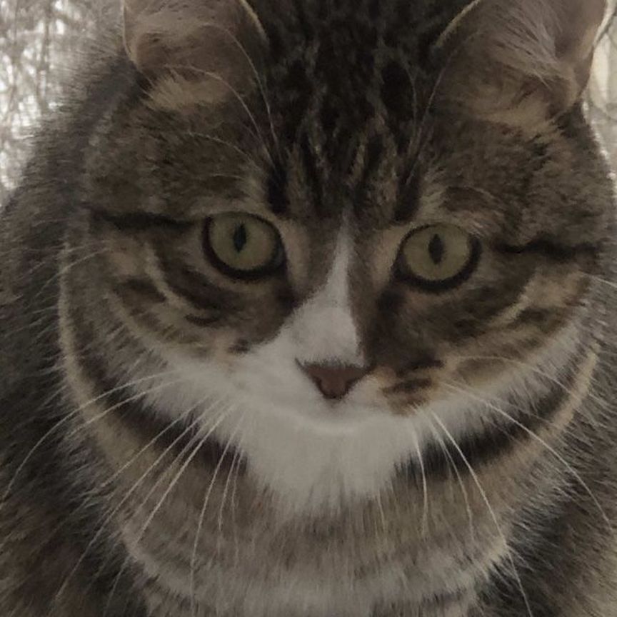 Котик 2 года