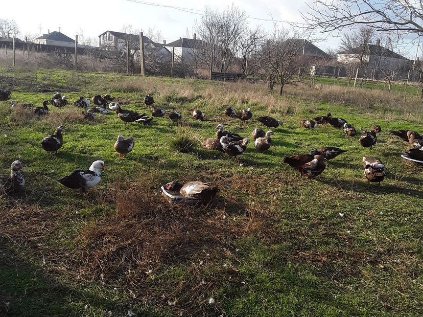 Продажа домашней птицы