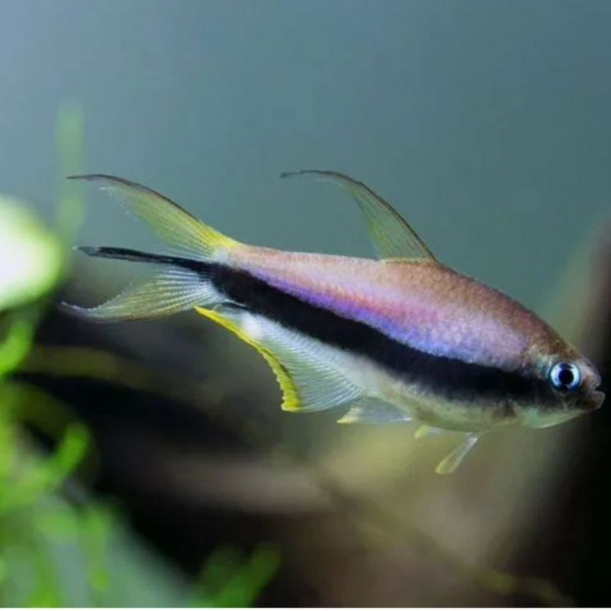 Рыбка тетра королевская