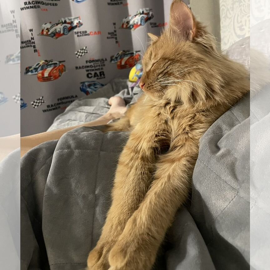 Рыжий кот
