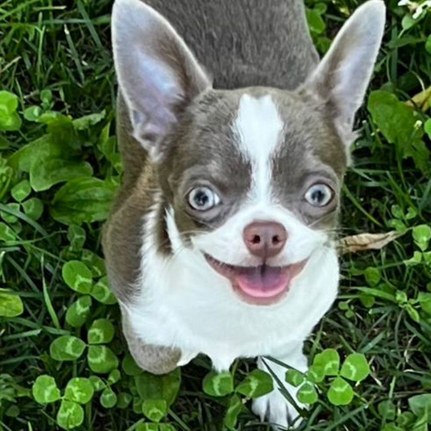 Чихуахуа девочка лиловая