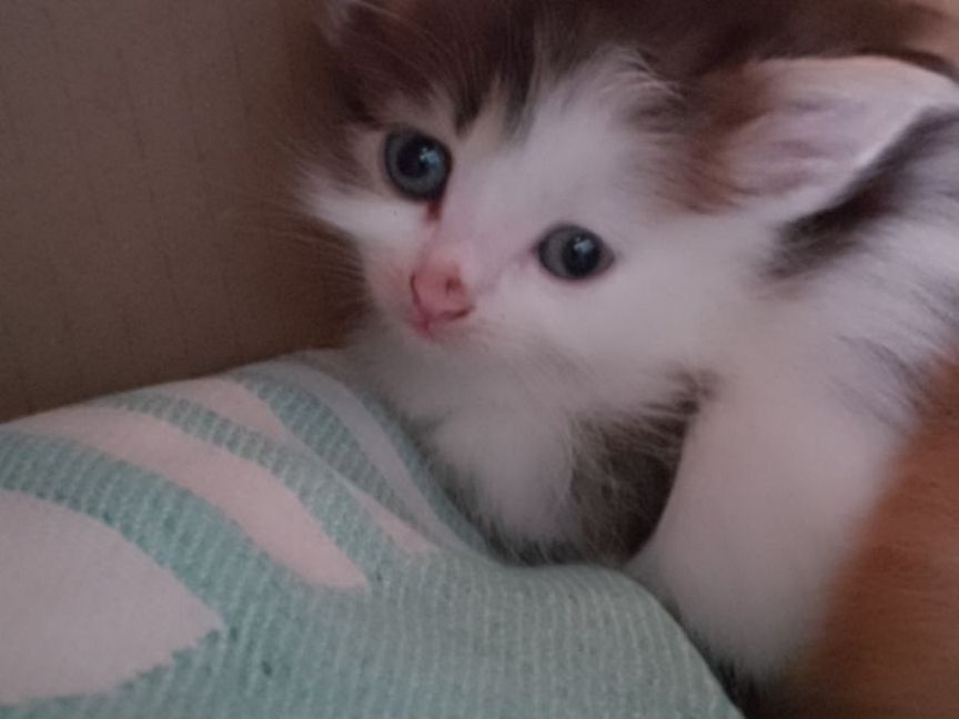 Котята отдам в хорошие руки