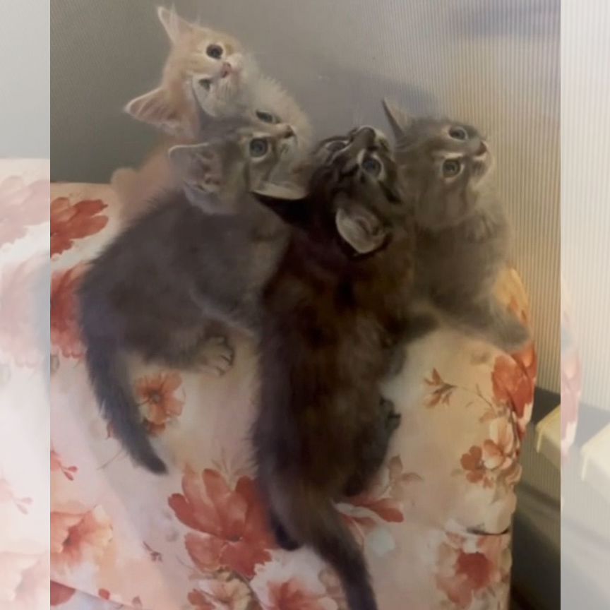 Мейн-кун котёнок