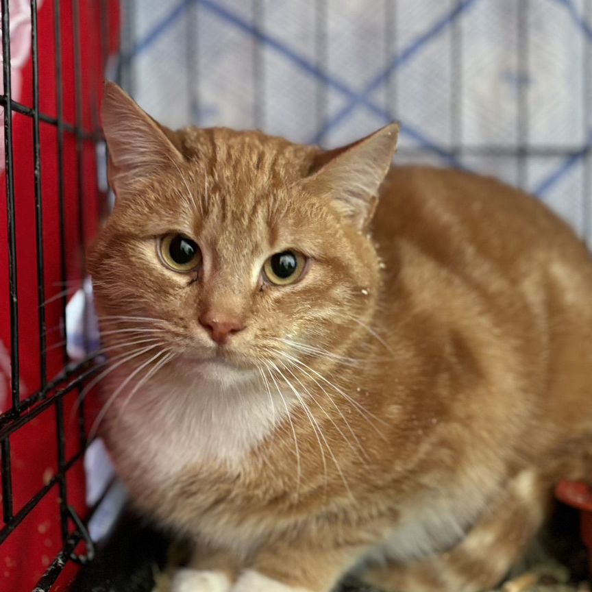 Рыжий кот в добрые руки