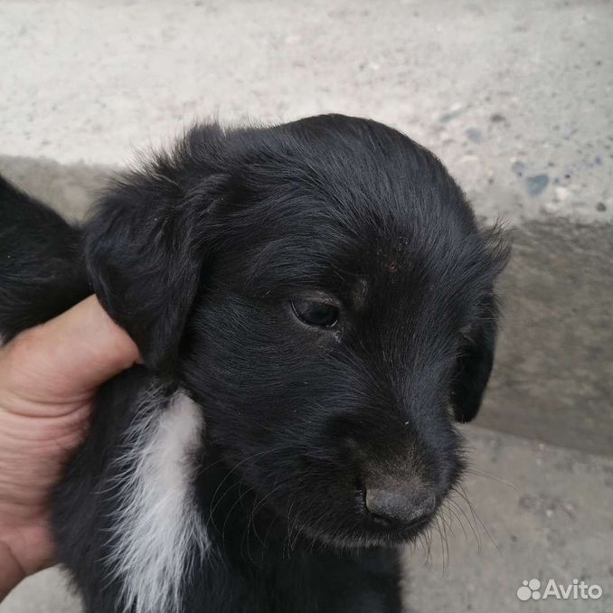 Кутята в добрые руки