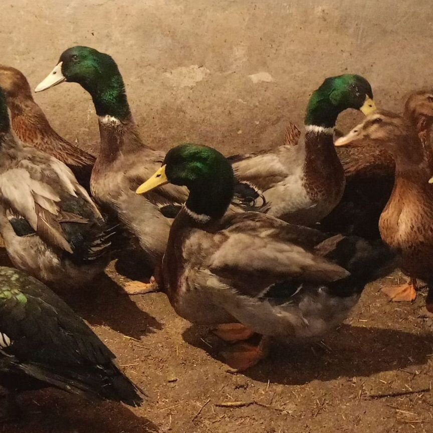 Селезень руанской утки