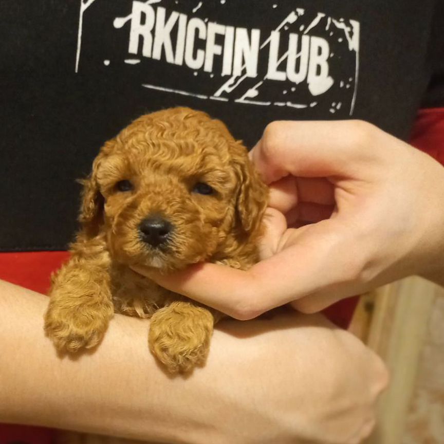 Той-пудель, щенок