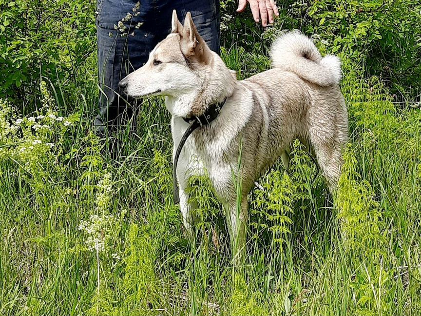 Западно сибирская лайка