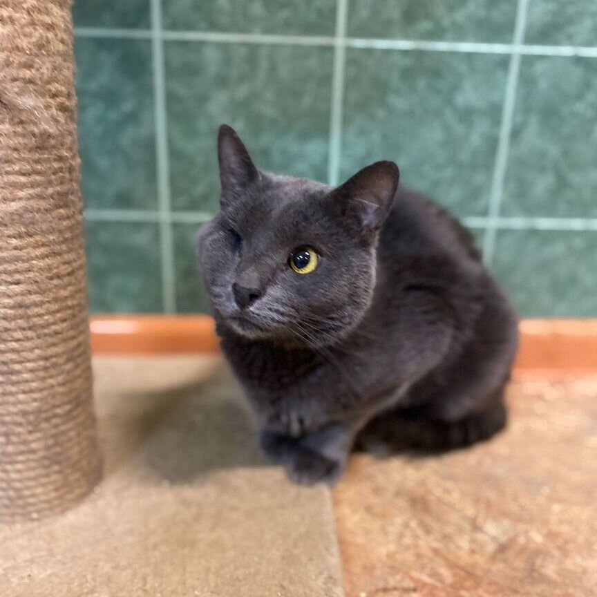 Очаровательный котик ждет семью