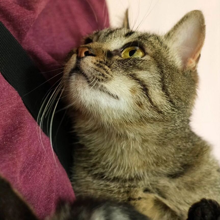 Ласковый Жорж ищет семью