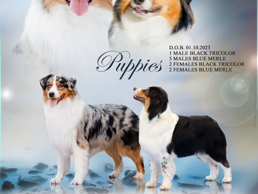 Щенки австралийской овчарки (аусси )