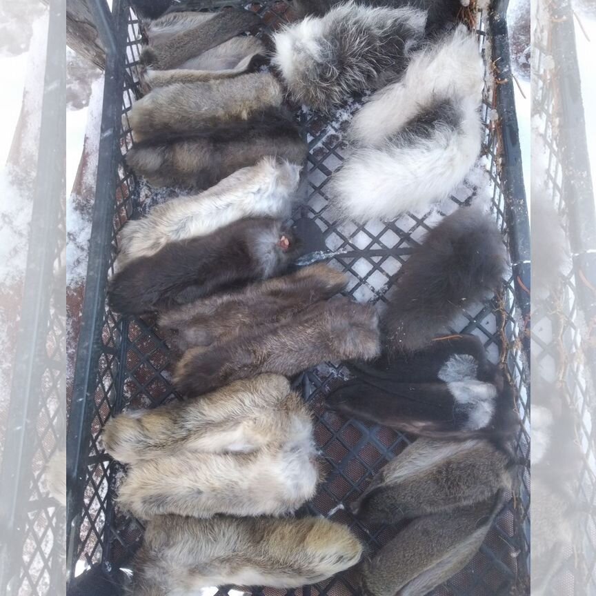 Корм для животных