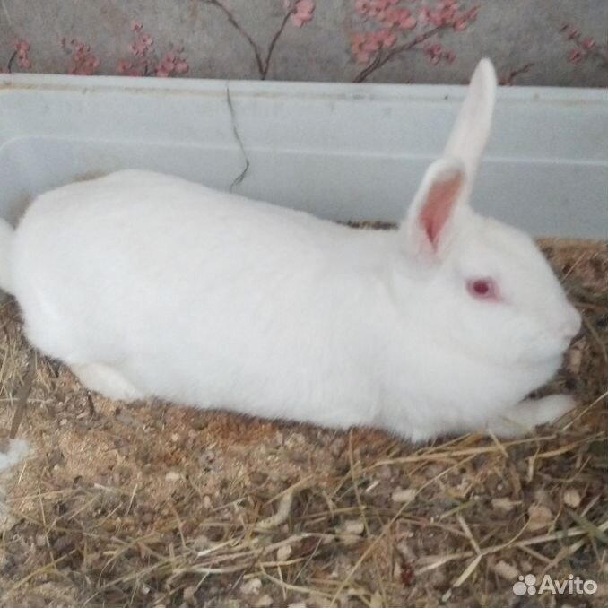 Декоративный кролик в добрые руки