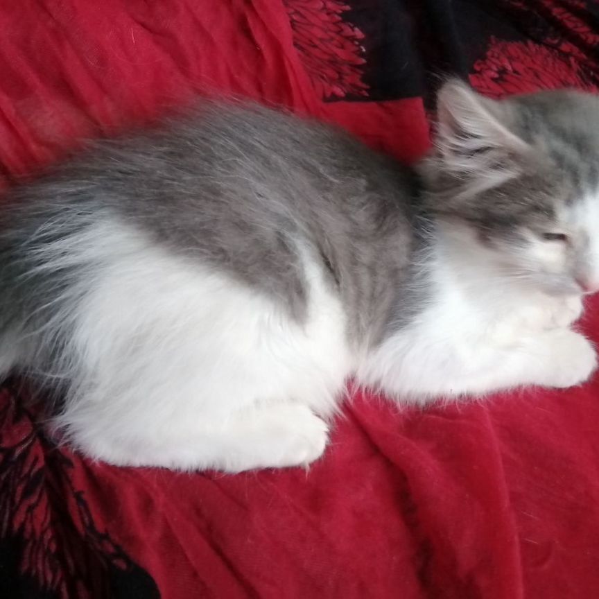 Отдам котенка в добрые руки
