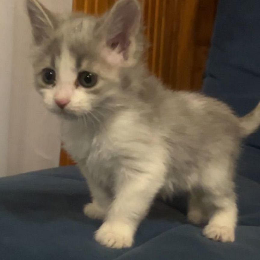 Котёнок от частного владельца