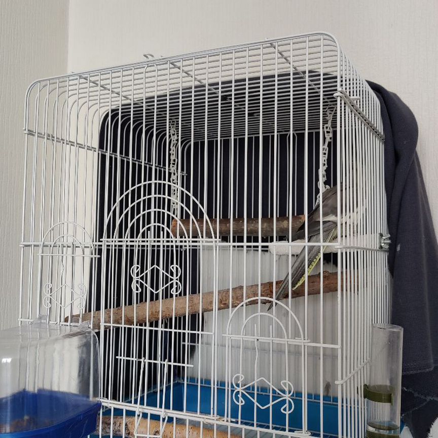 Попугай корелла с клеткой