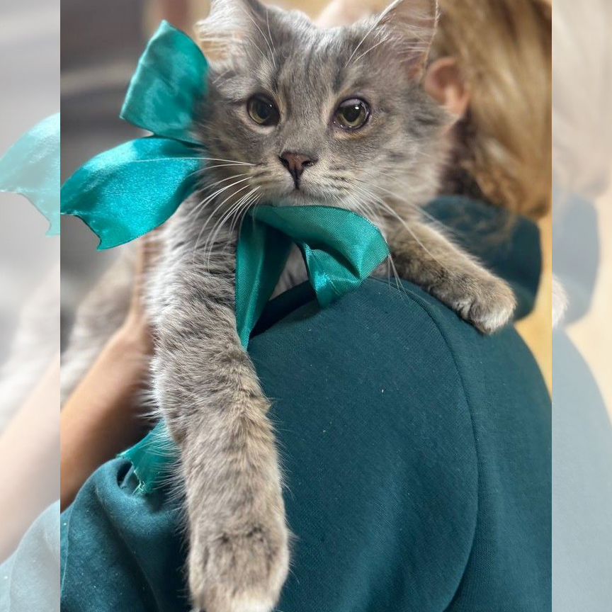 Взрослый кот в добрые руки