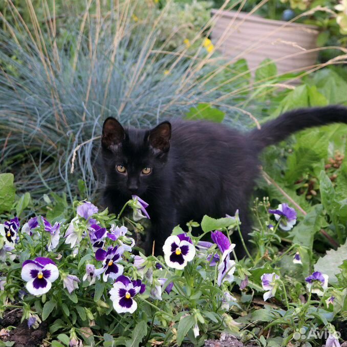Котёнок Черныш в самые заботливые ручки