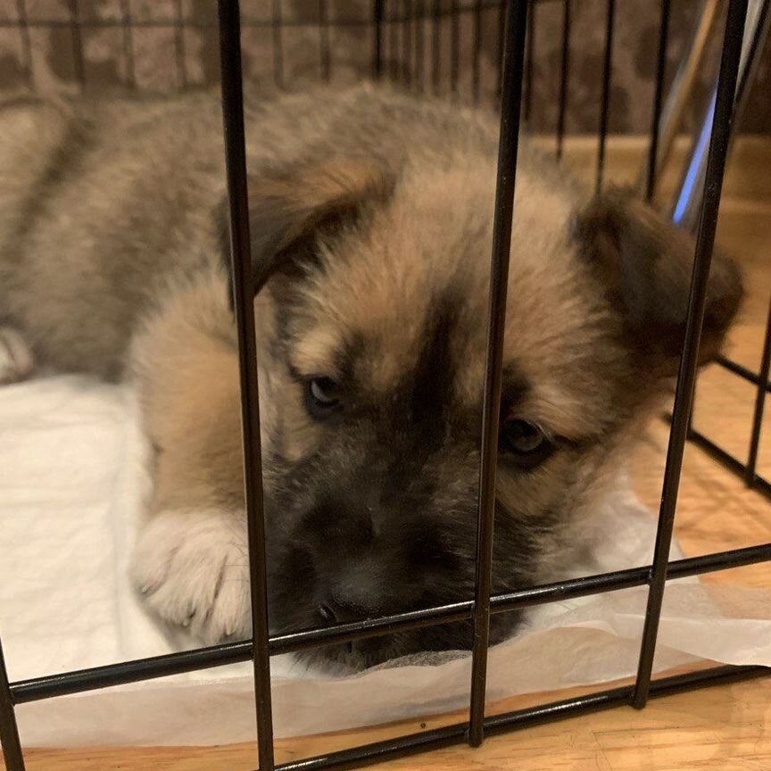 Щенок в добрые руки