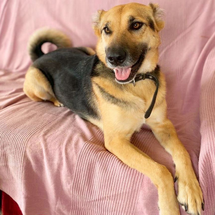 Собака с отрезанными ушами верит в человека