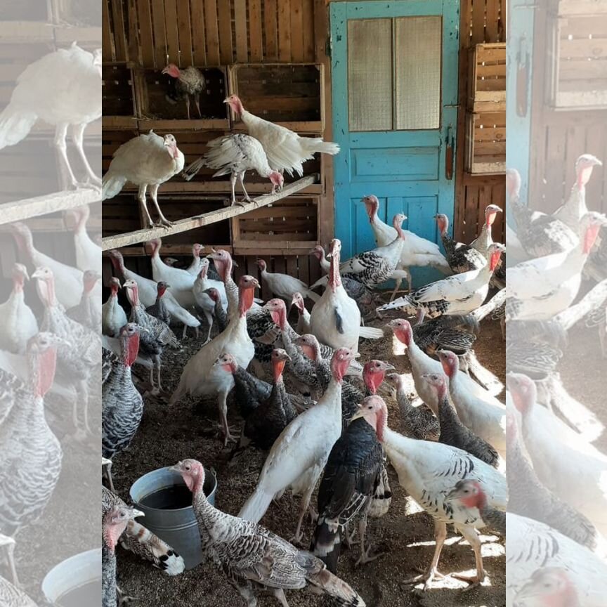 Индюки домашние