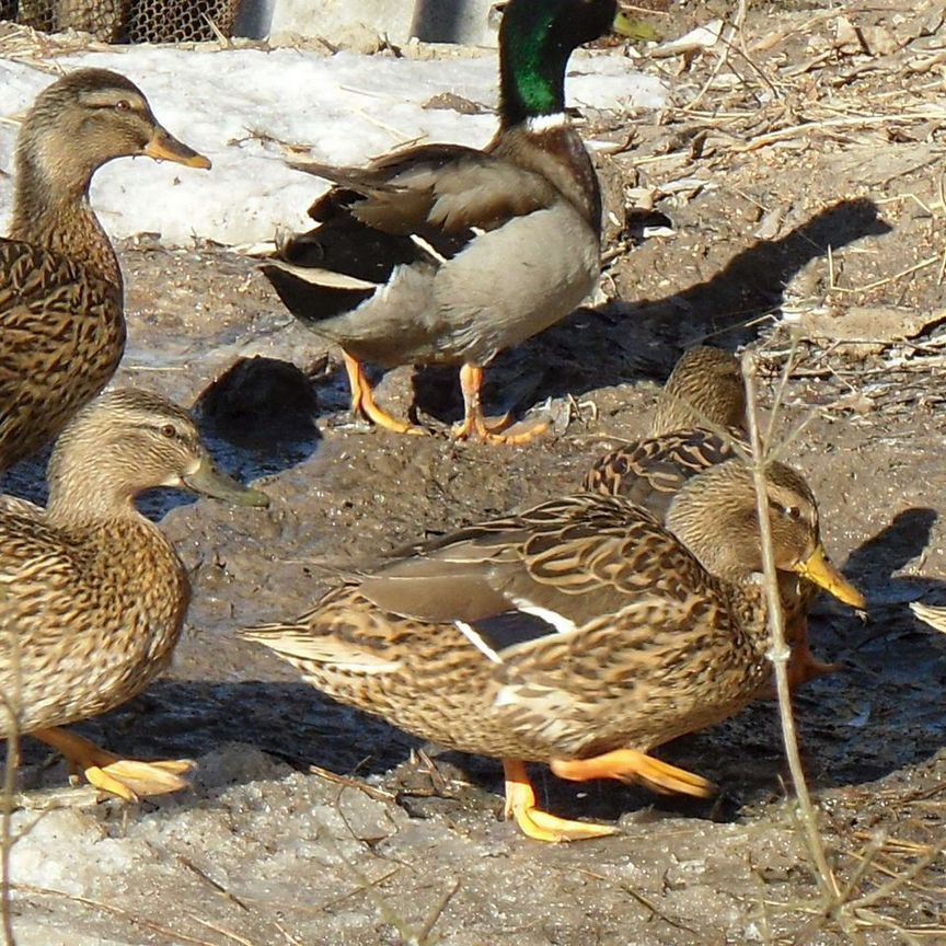Подсадные утки и селезни