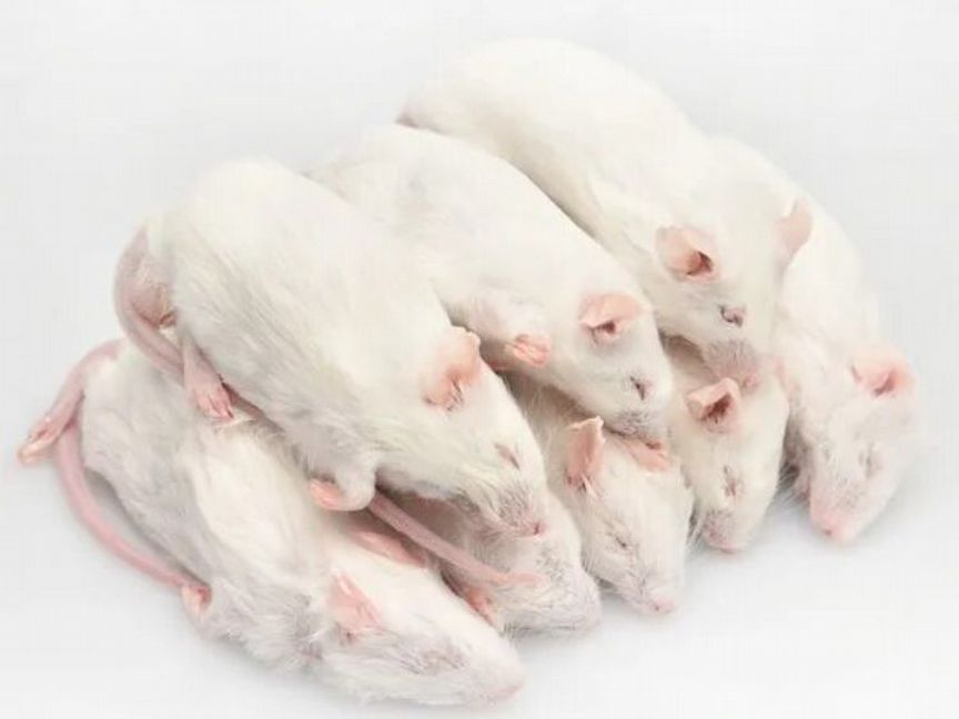 Крысы бегунки (заморозка)