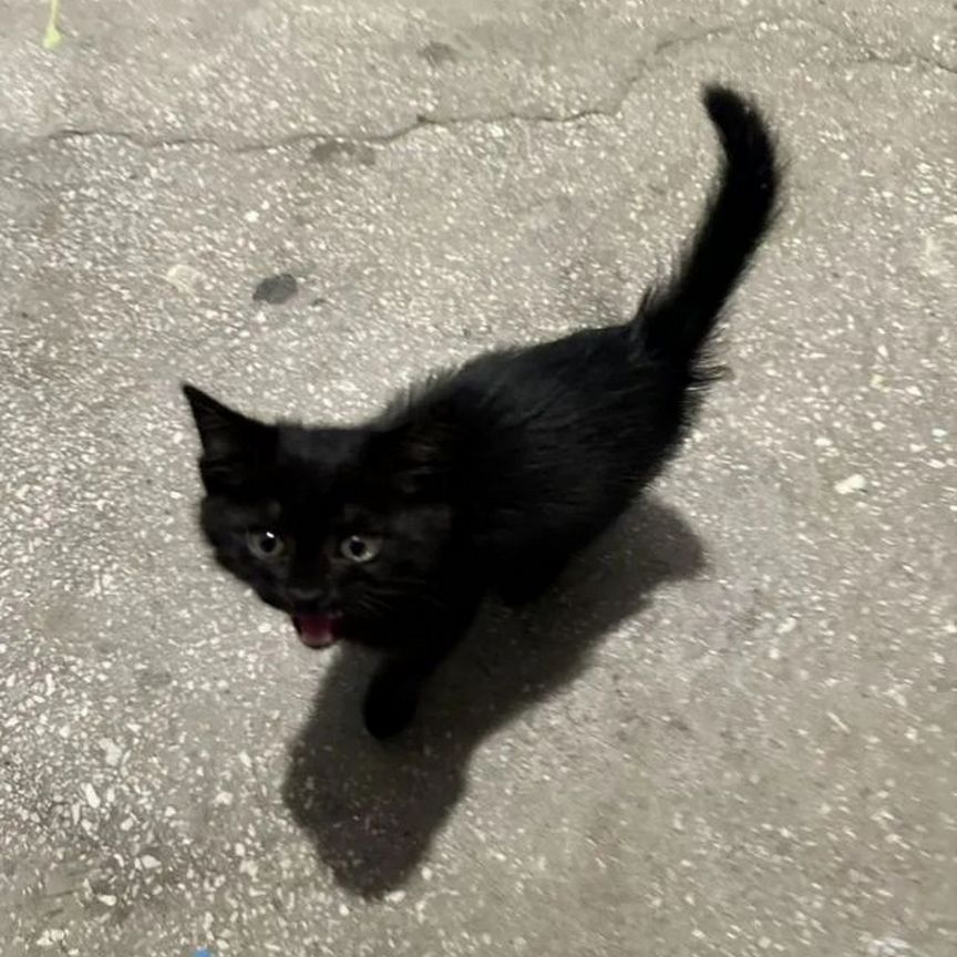 Котёнок в добрые руки