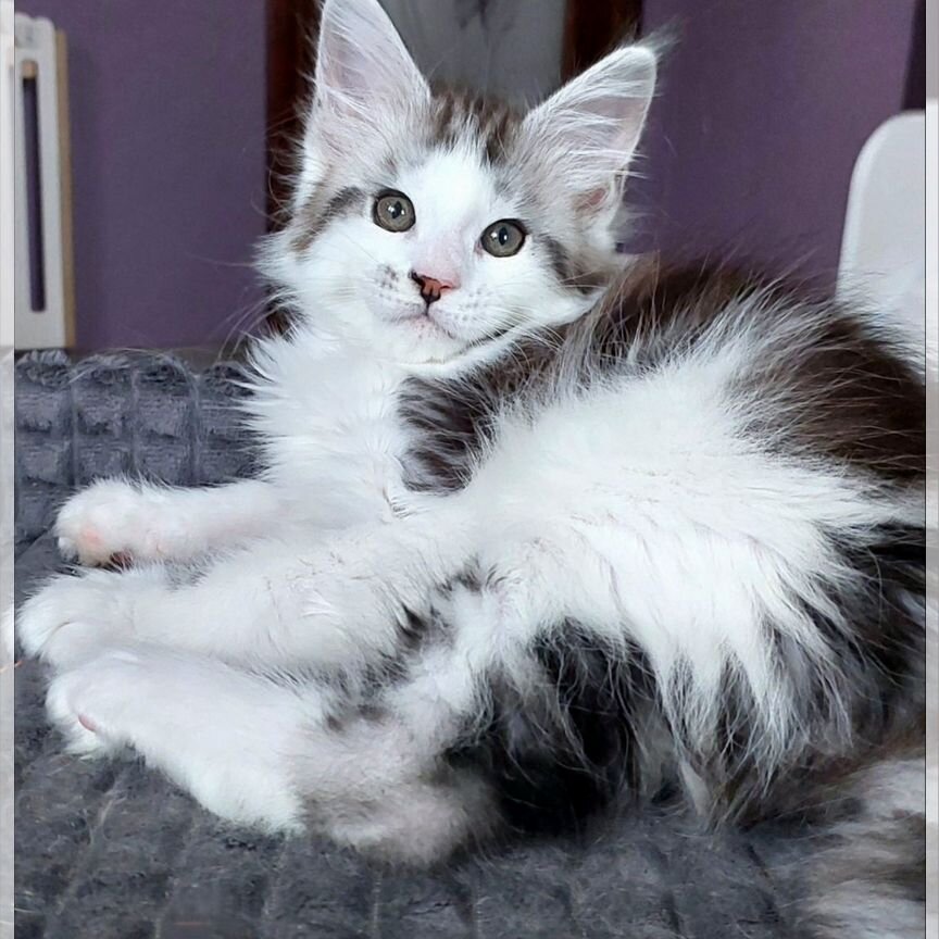 Котята мейн-кун