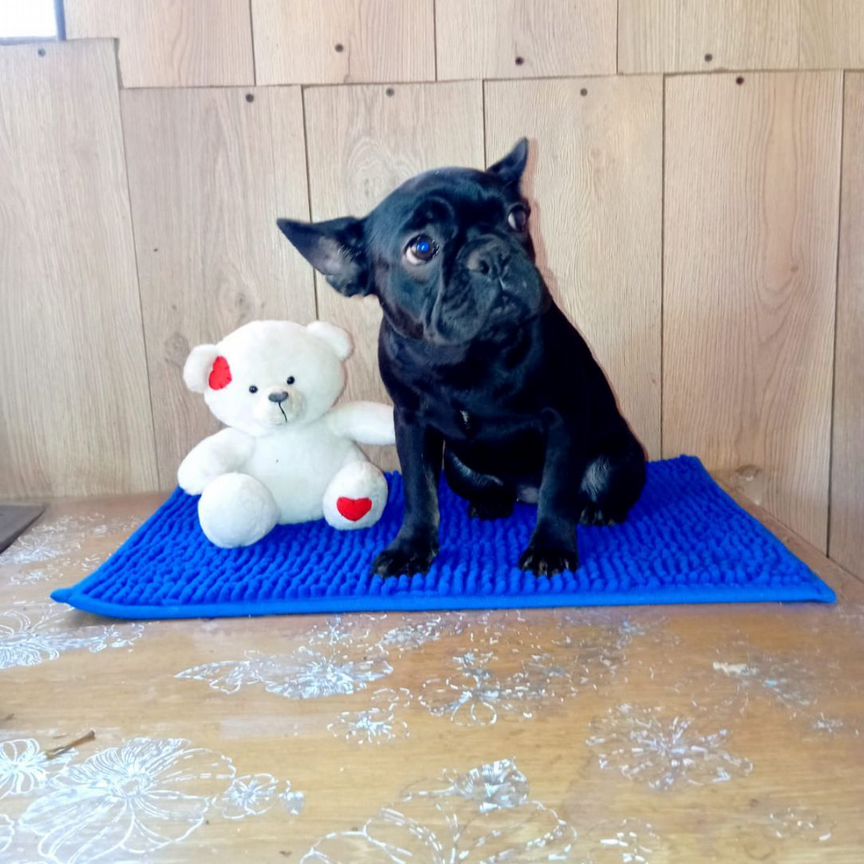 Французский бульдог