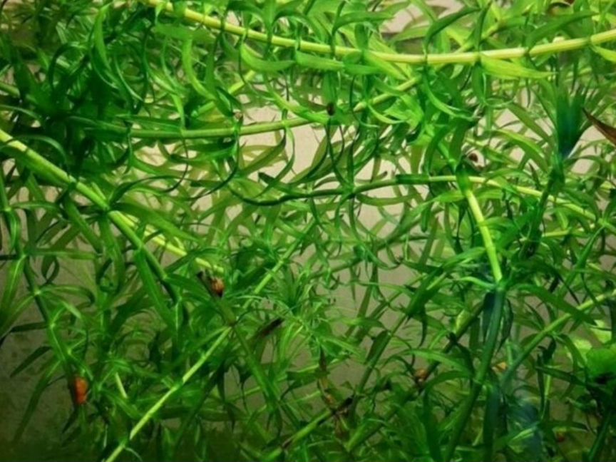 Аквариумное растение Элодея